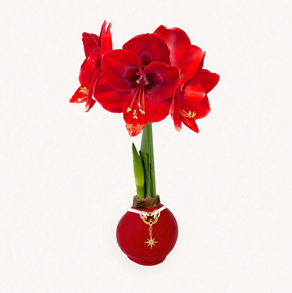 Holiday Red Wax Amaryllis Bulb & Charm Bracelet Gift Set‎ - Customize ...