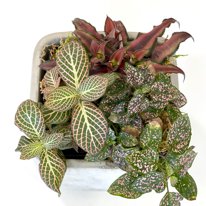 Gardenuity – Indoor Desktop Gardens